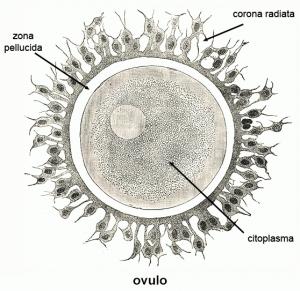Il viaggio dell’ovocita nel corso della vita
